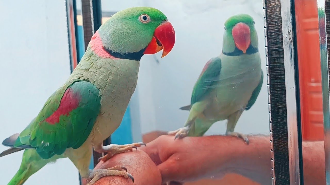 Cute Pablo Parrot Fantastic talking parrot - YouTube