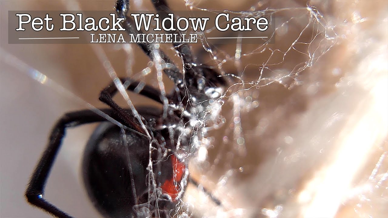 From the 2020 Vault: Black Widow Care + Watercolor - YouTube