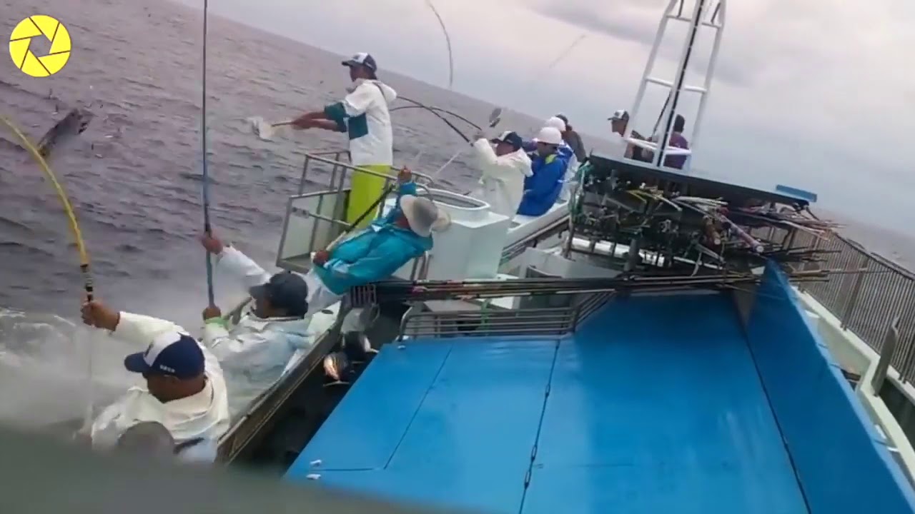 Fishing Tuna- Fast Tuna Fishing Skill, Catching Fish On The Sea - YouTube