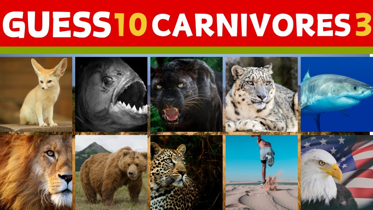 GUESS 10 CARNIVORES 3 10-second quiz ANIMALS - YouTube
