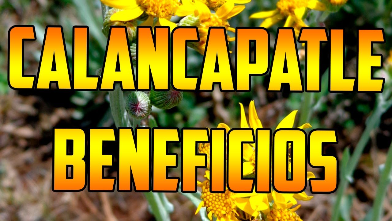 CALANCAPATLE #benefits Packera bellidifolia 🌿 ¿PARA QUE SIRVE ? 🌿Usos🌿 ...