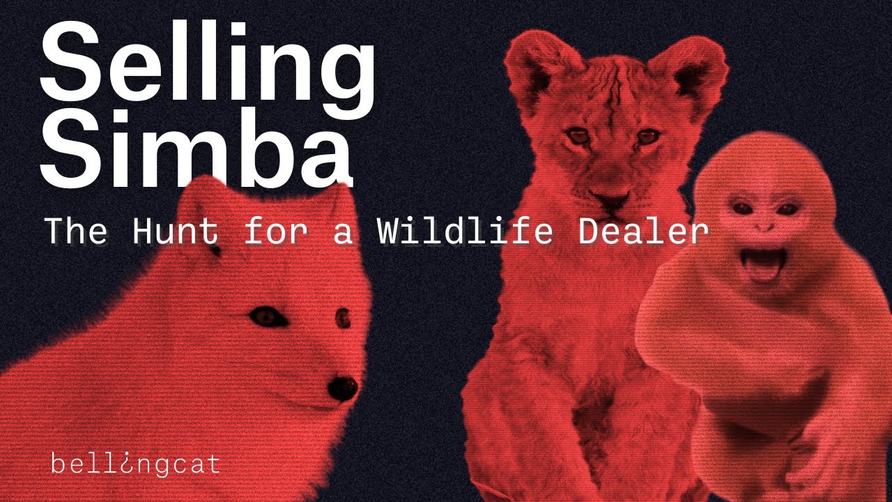 Selling Simba- The Hunt for a Wildlife Dealer - YouTube