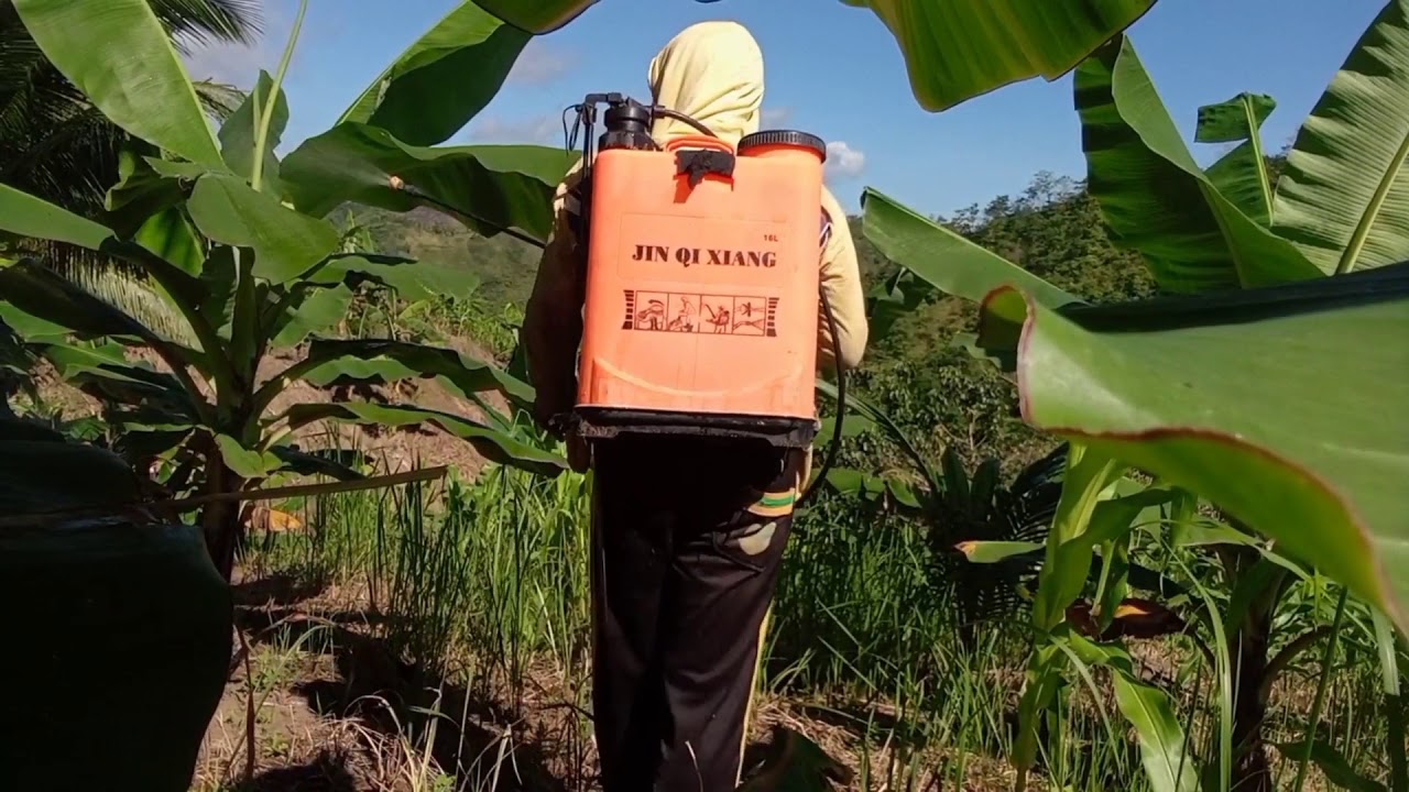 lakatan banana spraying basics - YouTube
