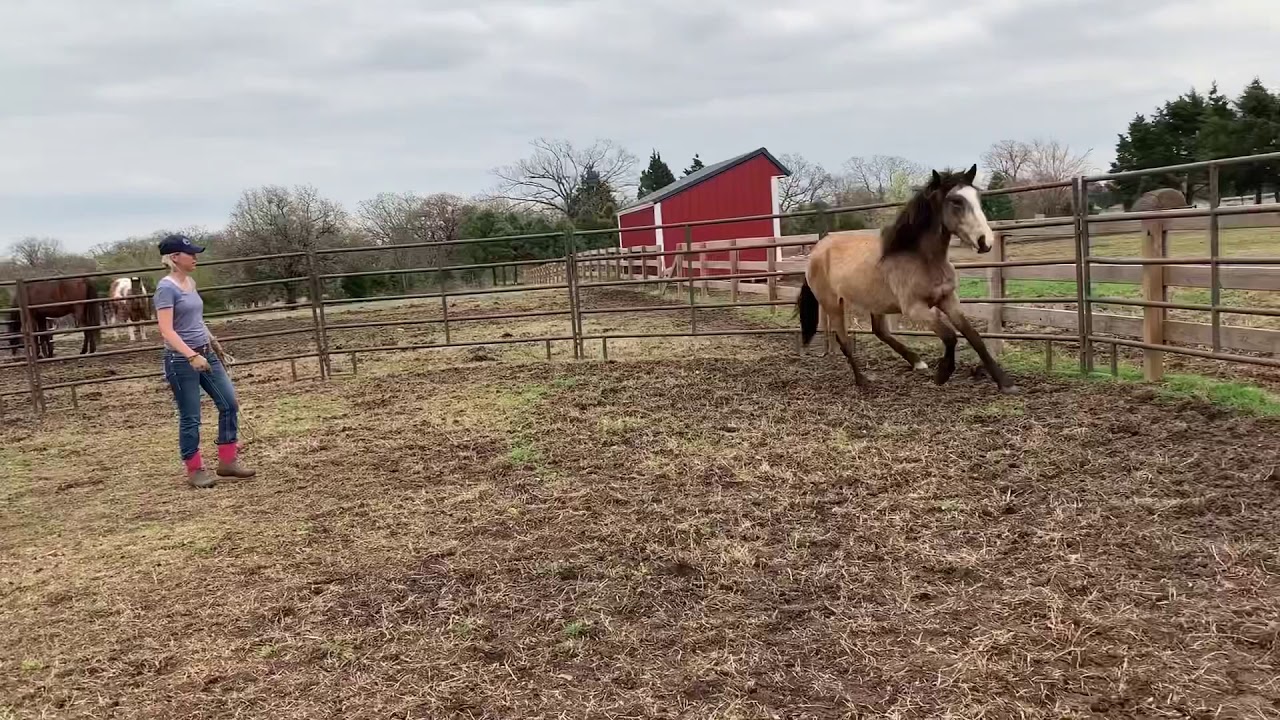 Boone, the Mustang, part 8 | Newberry Farm - YouTube