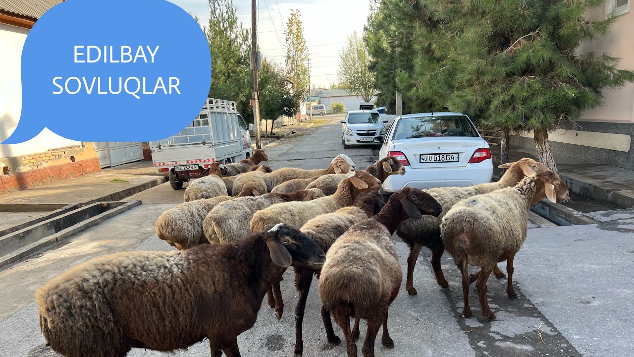 BISHKEKDAN EDILBAY BOGOZ SOVLUQLAR KELDI SHOSHLAMIZ 😁+998916793759 ...