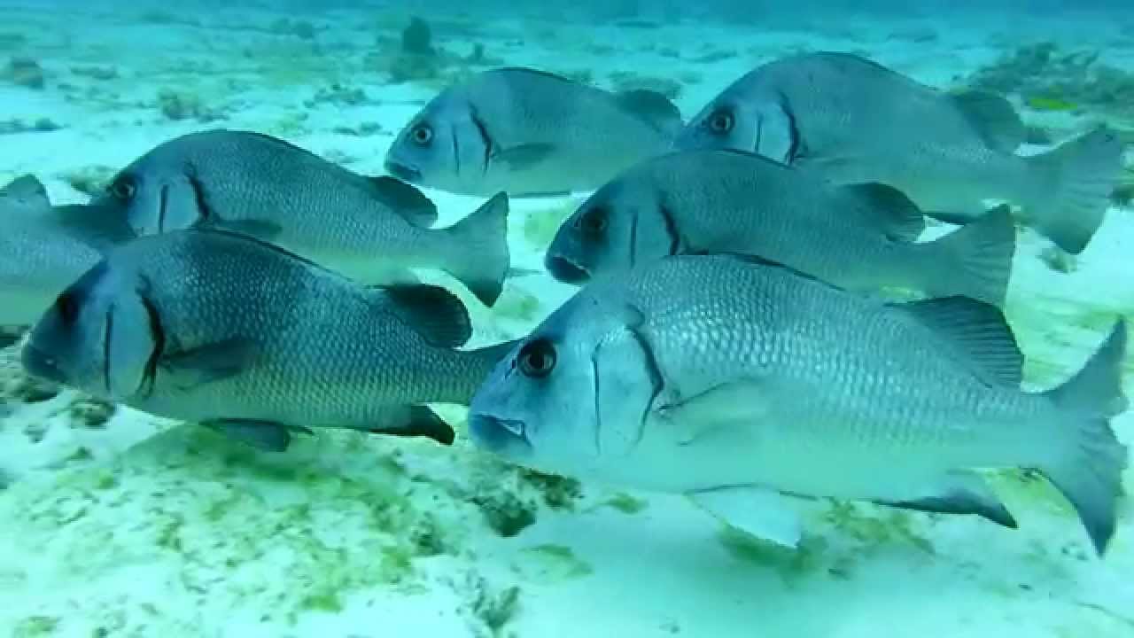 School of fish , Lady Elliot Island - YouTube