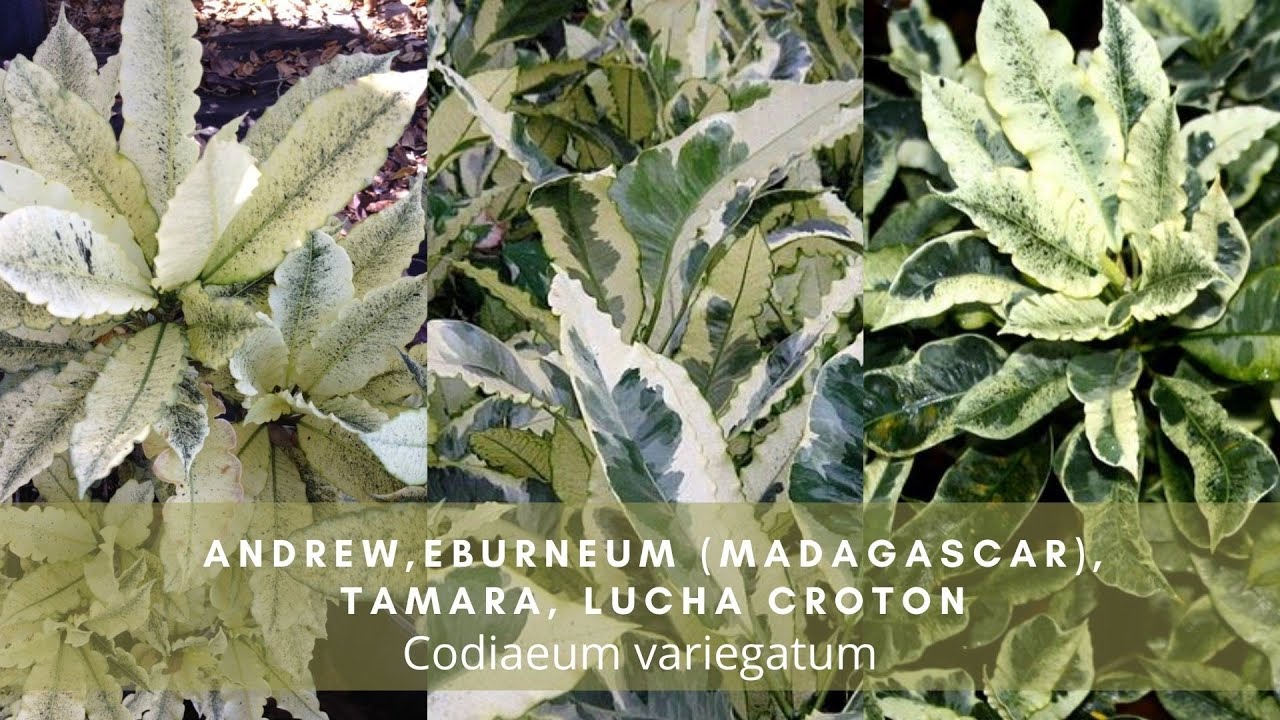 Codiaeum Variegatum Andrew,Eburneum (Madagascar), Tamara, Lucha Croton ...
