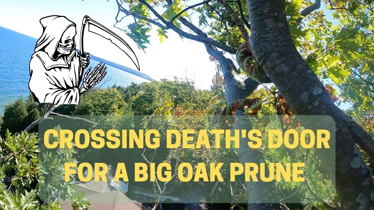 Crossing Death’s Door for a Big Oak Prune - YouTube