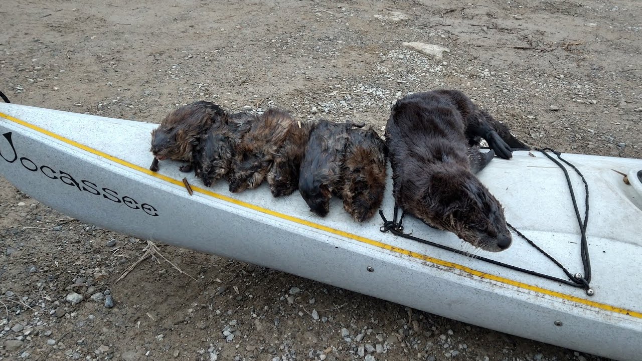 2022 Muskrat Season - Part 5 / Revenge on the Otters! - YouTube