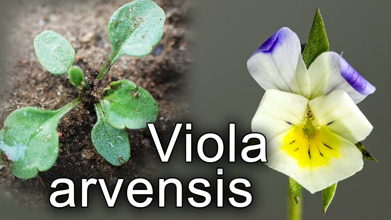 Viola arvensis: Cómo manejarla en barbecho químico 🚜🌱 - YouTube