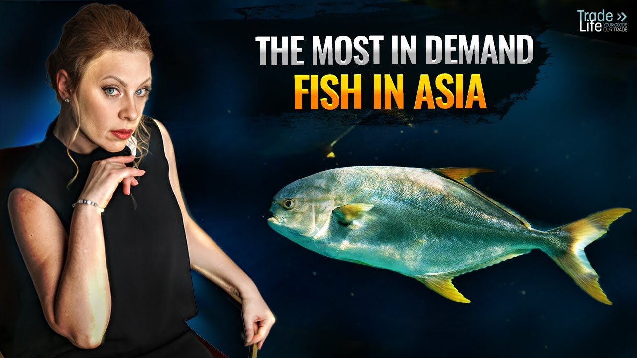 It is the most sought-after fish in Asia! What makes it so profitable ...