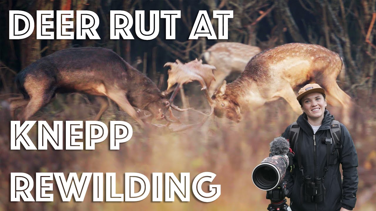 Battle at Knepp: The Deer Rut at Knepp's Rewilding Project - YouTube