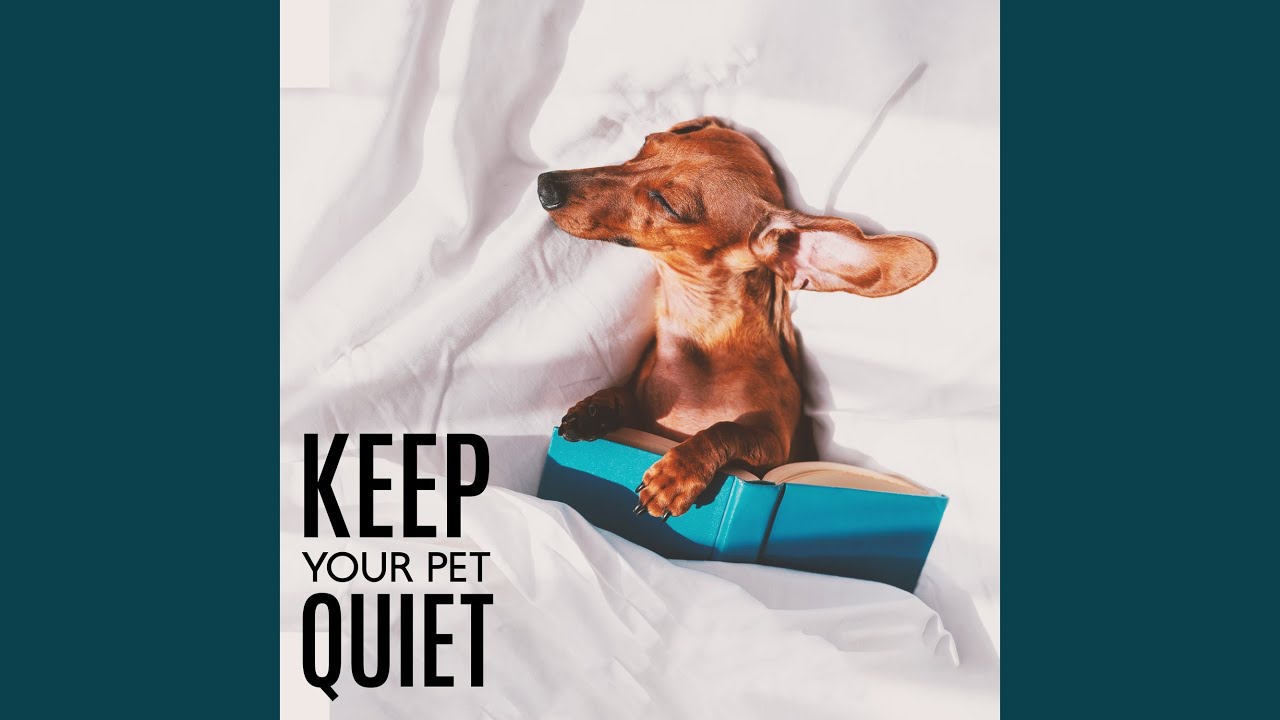 Blissful Relaxation with Pet Playlist - YouTube