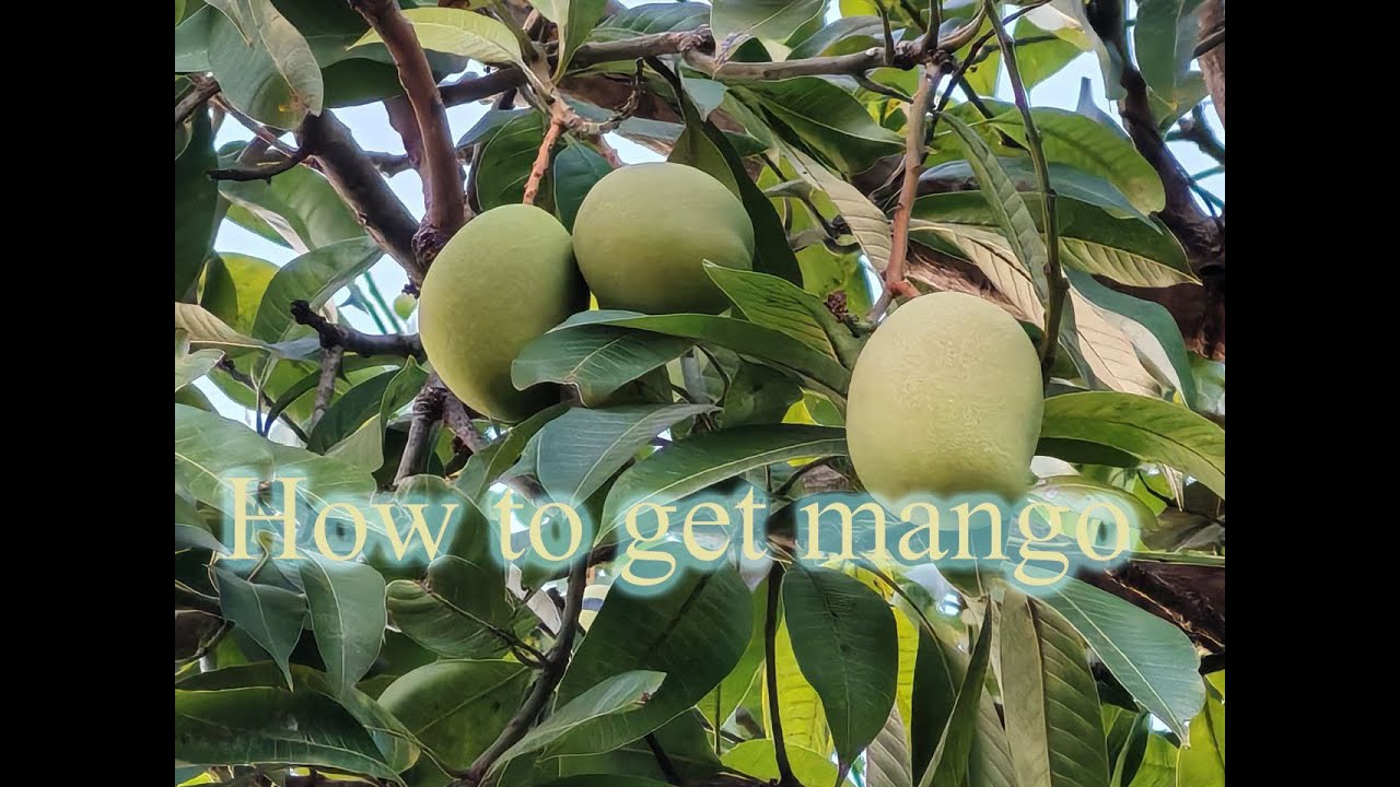 How to keep mango - YouTube