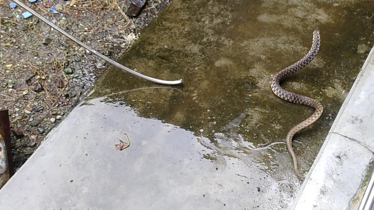 Snake are reptiles_but the Noticeably have no legs. - YouTube