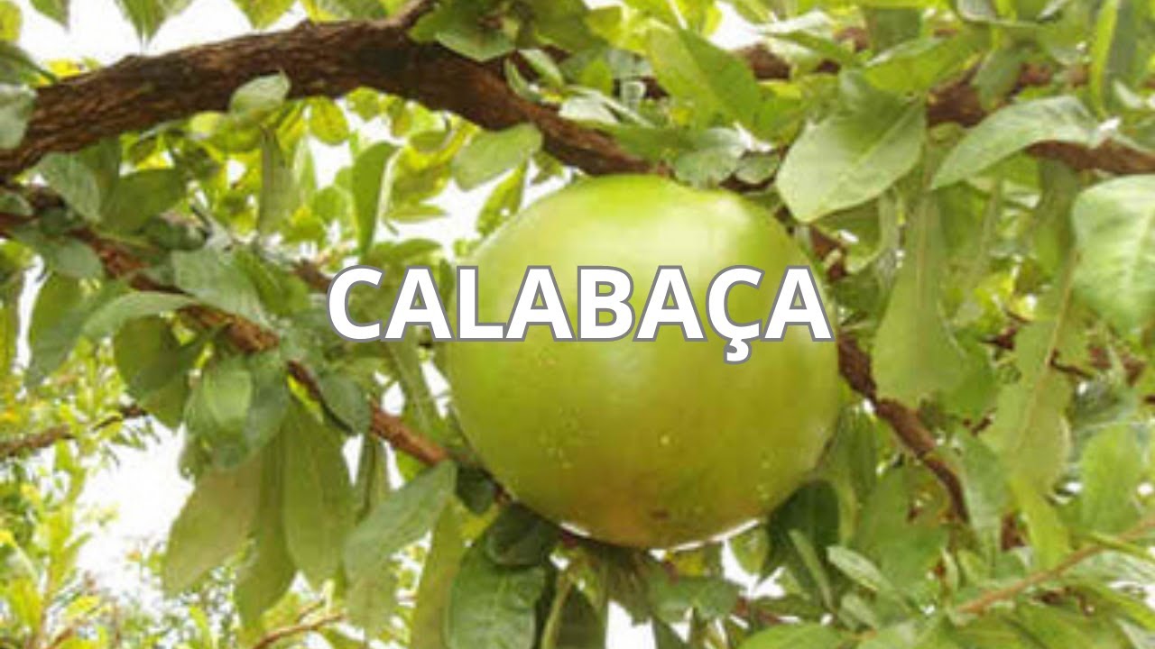 Cabaça ou Calabaça - YouTube
