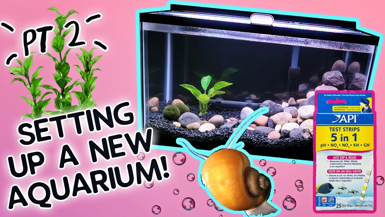 Setting Up A New Aquarium! (Part 2) Plants, Snails, Shrimp! - YouTube
