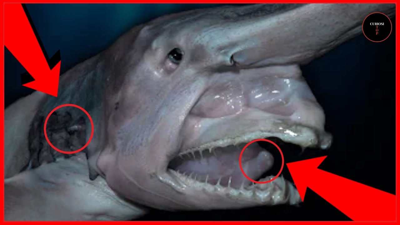 THE WEIRDEST SHARKS IN THE WORLD - YouTube