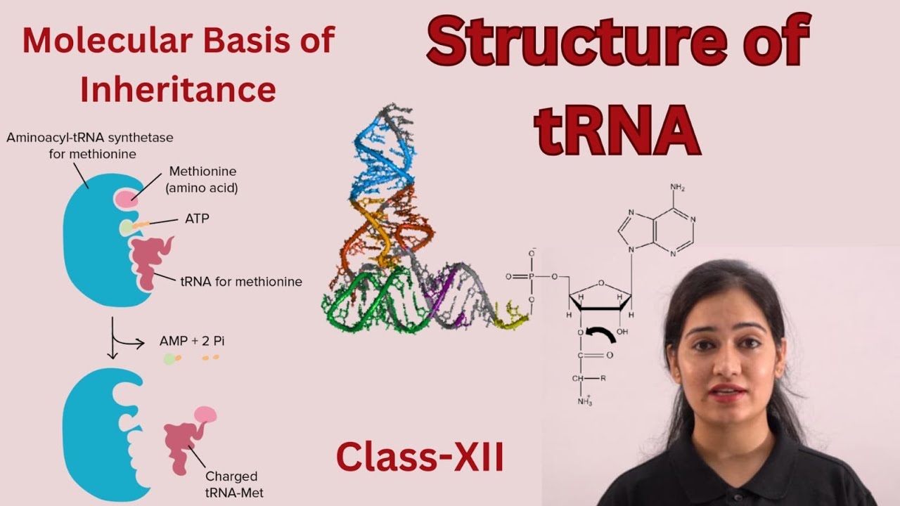 Structure of tRNA in detail |ADAPTOR RNA|MOLECULAR BASIS OF INHERITANCE ...