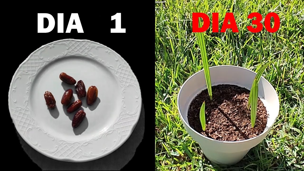 Cómo GERMINAR y SEMBRAR dátiles - YouTube