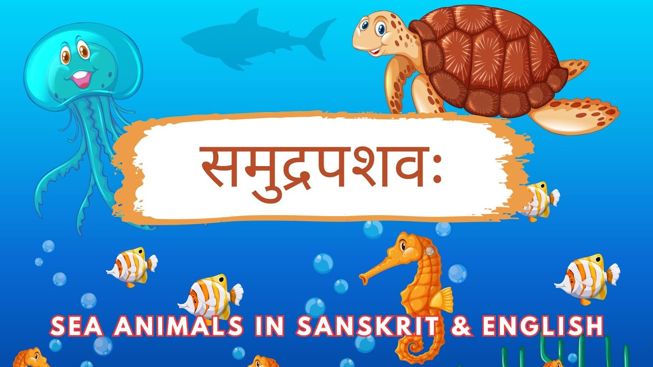 समुद्रपशवः - Sea Animals in Sanskrit & English - YouTube