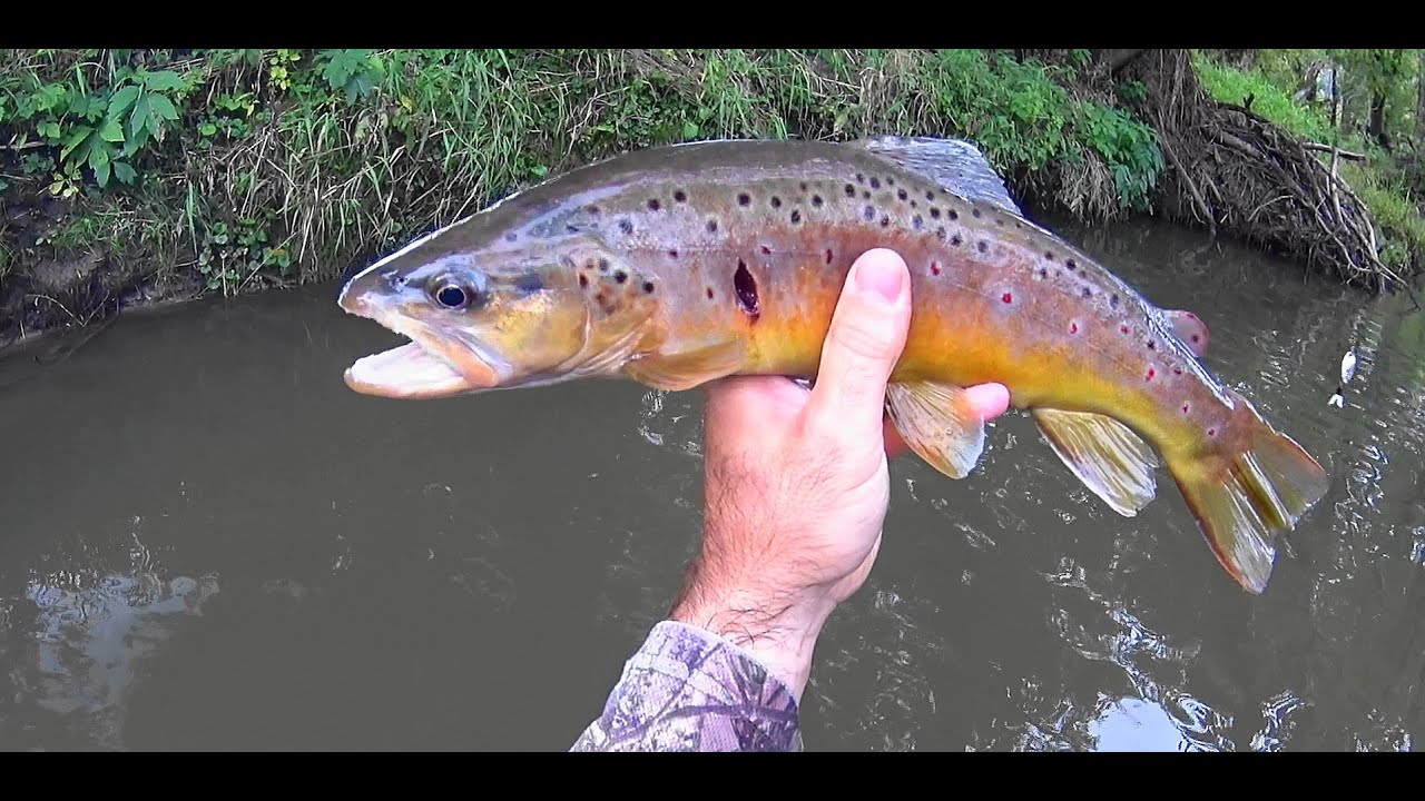 Wisconsin Trout Fishing - 9/27/2019 - YouTube