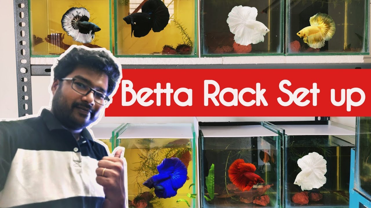 Our Betta Rack Set Up - Tamil || Basic Betta Tank - Jey's Fish Tanks ...