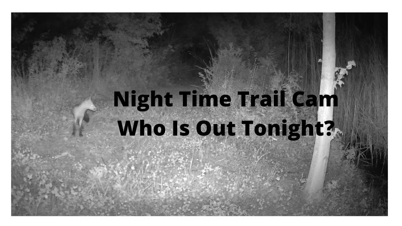 Night Time Trail Cam - Who Is Out Tonight? - YouTube