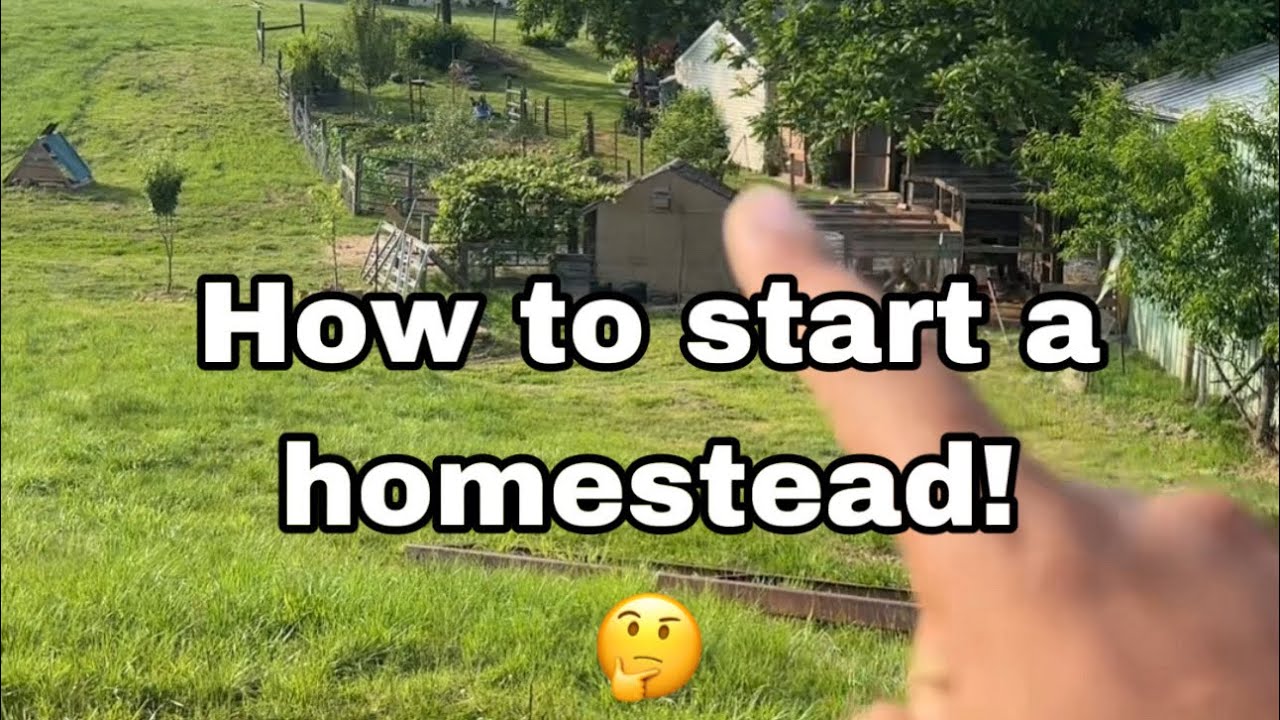 How do I start a homestead ?🤔 #reactionsbysf #viral - YouTube