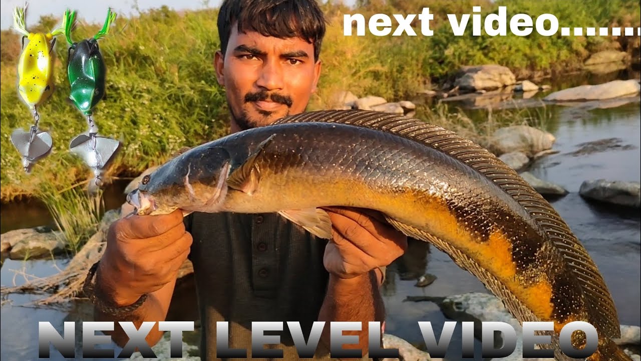 big murrel fish | warana fishing |giant snakehead aquarium - YouTube