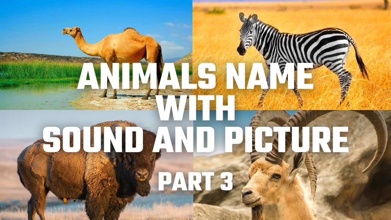 Animals Name & Sound : Animals Name, Voice & Pic For Your Child_Learn ...