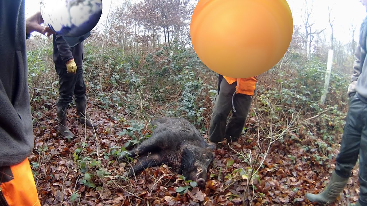 tir de sanglier en battue /wild boar shooting / jabali - YouTube