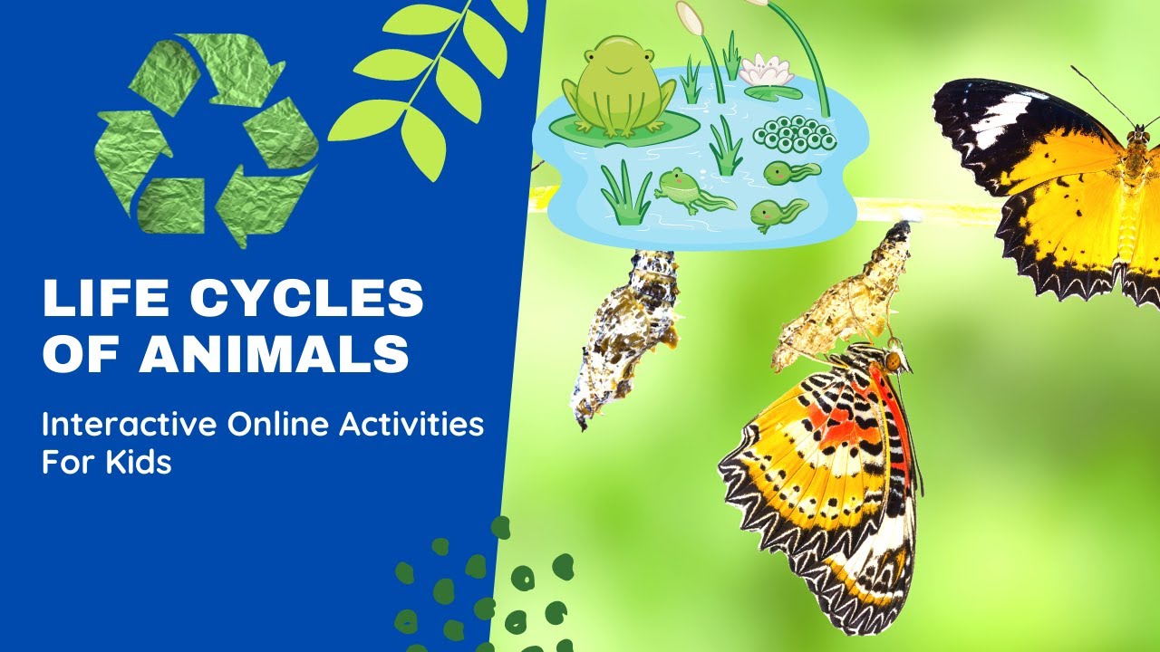 Life cycle of animals and insects for kids - Interactive Games On Life ...