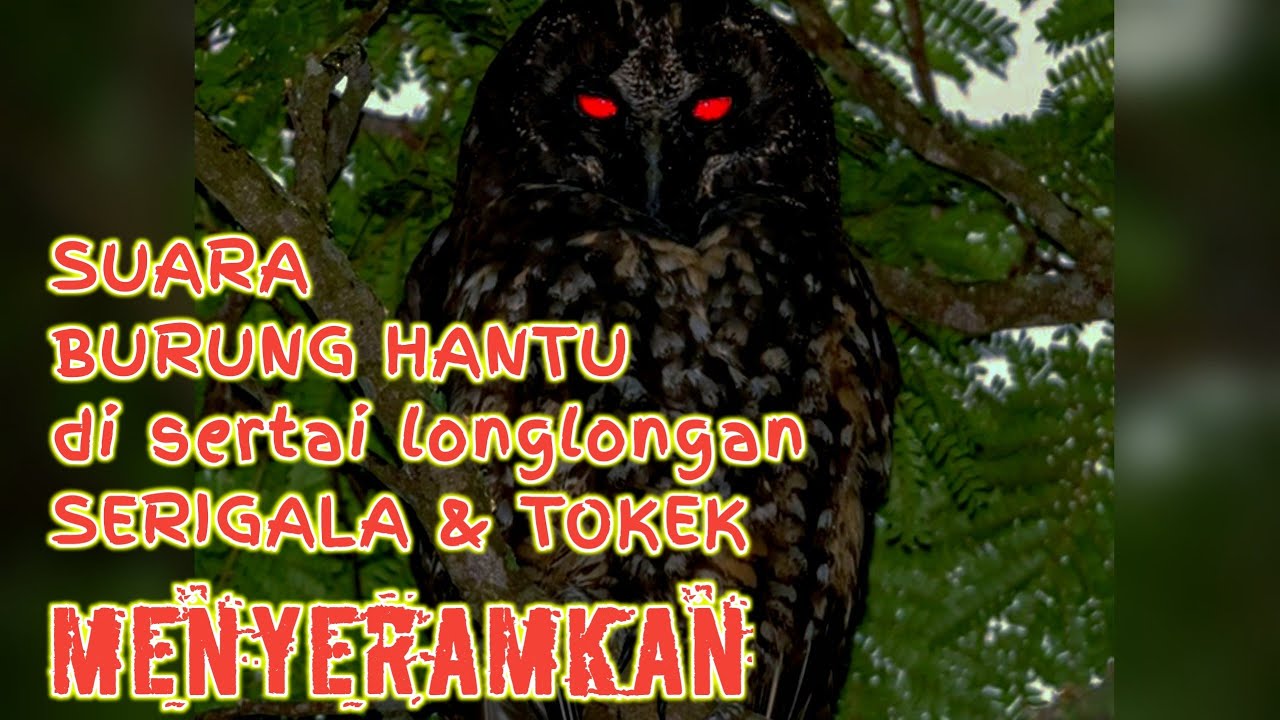 TERBARU SUARA BURUNG HANTU PALING SERAM DISERTAI LONGLONGAN SERIGALA ...
