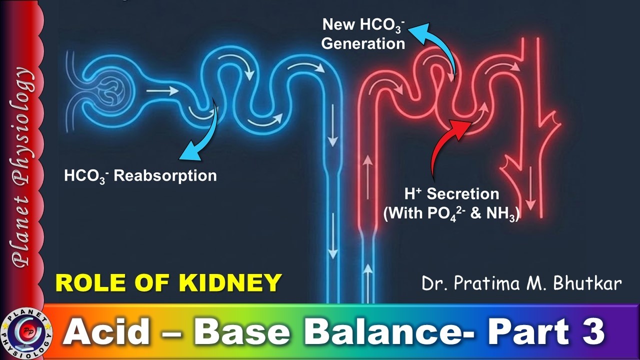 Acid Base balance Part 3 | Role of kidney - YouTube