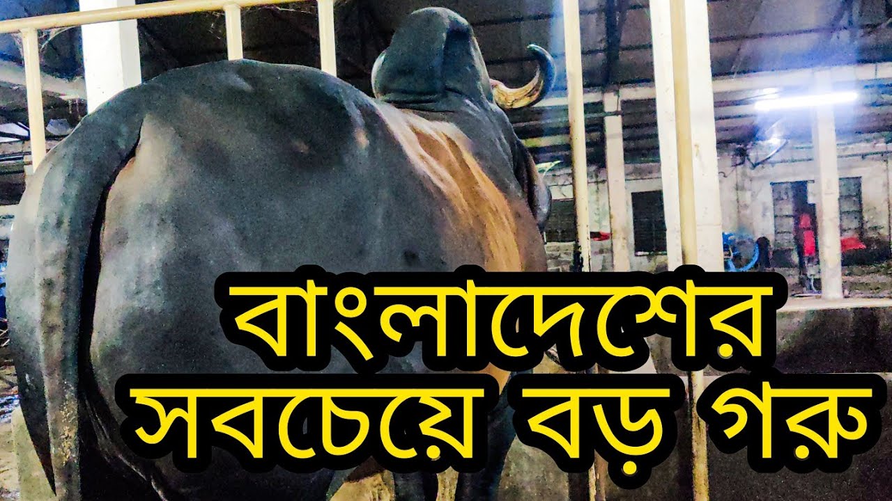 Huge Tallest Indo-Brazil At Bangladesh || Heavy Bull || Boro Goru ...