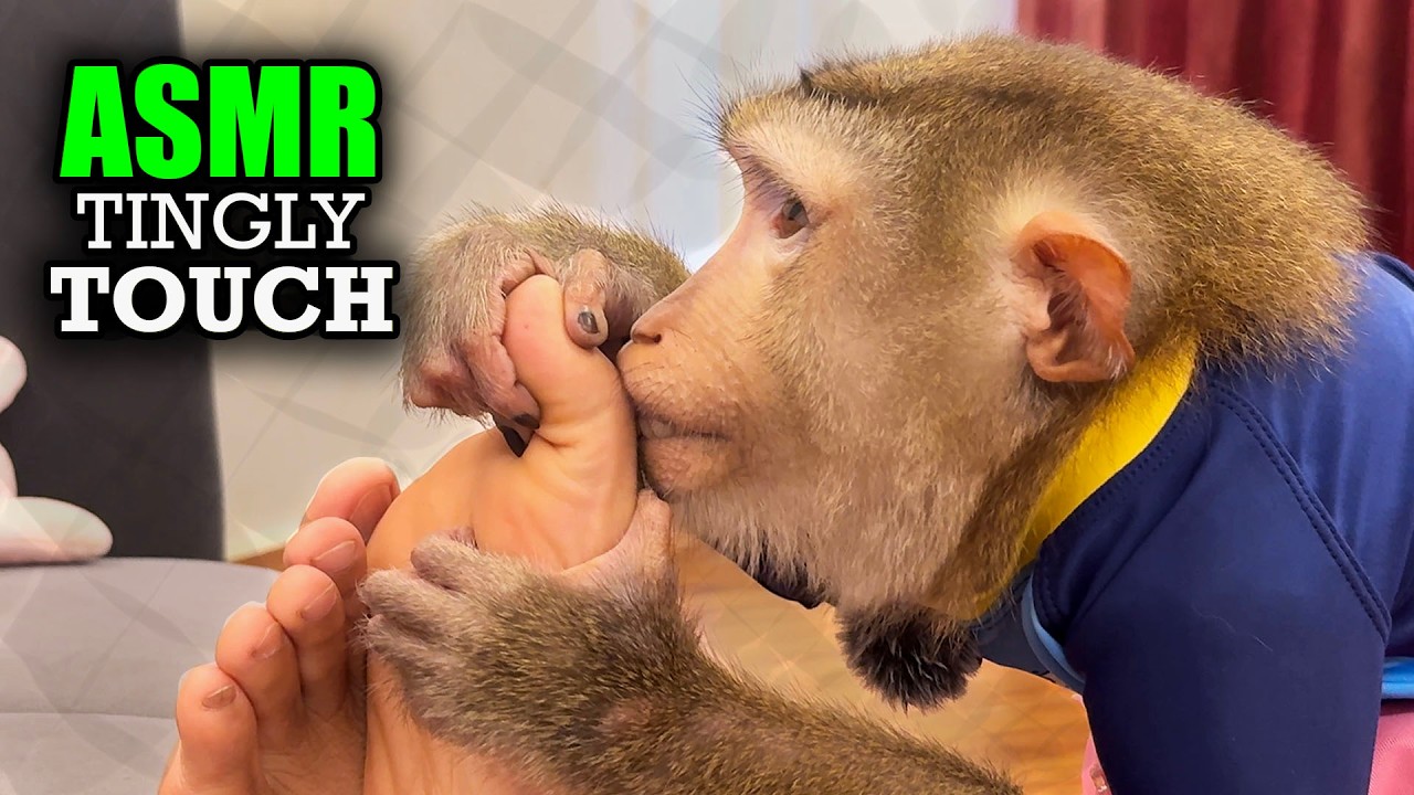 A Close-Up Tingly Touch ASMR By Monkey Judy | Fast & Ultra Deep Sleep ...