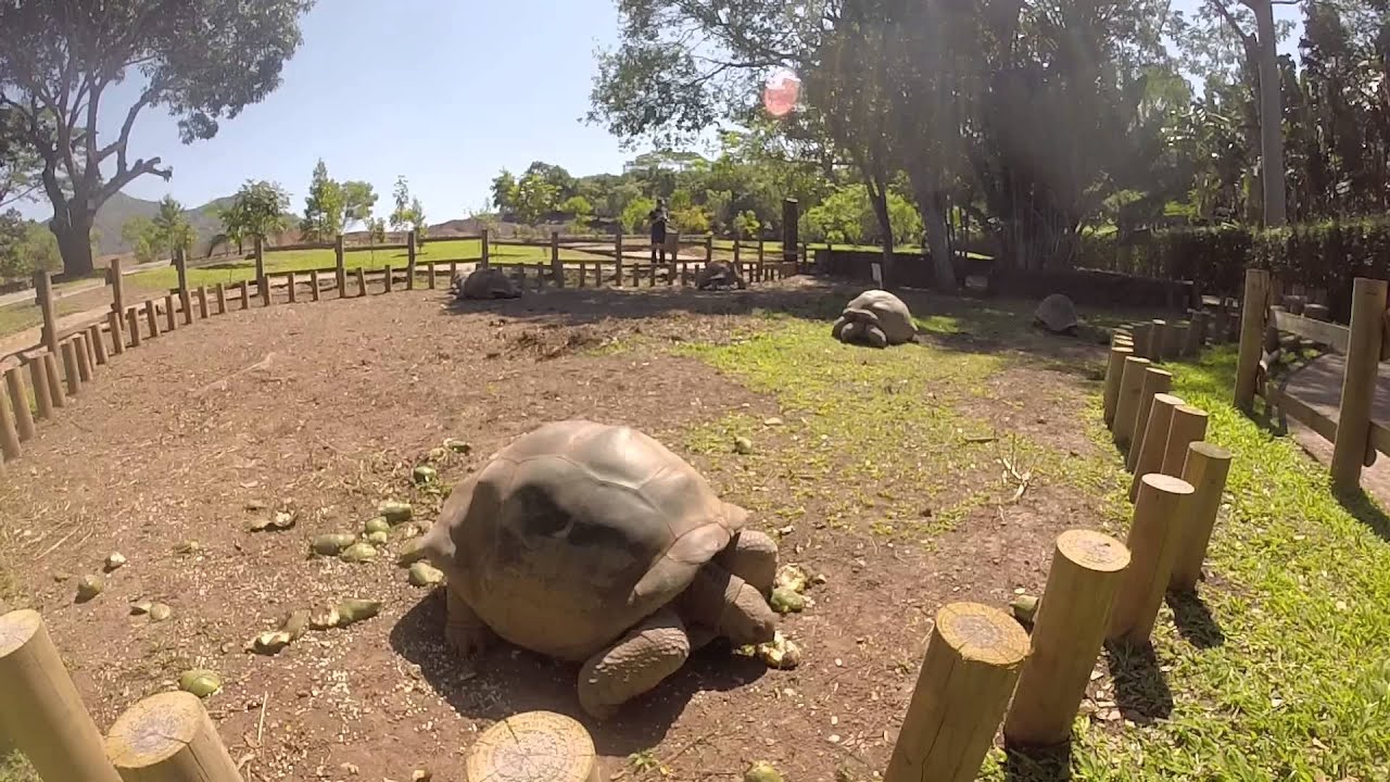 Seven Coloured Earth Video 3 (Giant Tortoise Close Up) - YouTube