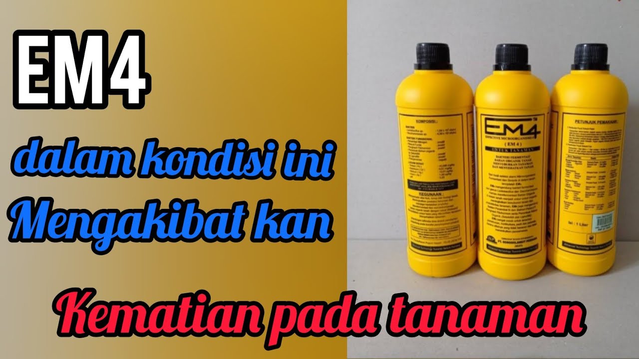 Pertanian : stop menggunakan em4 pertanian dalam kondisi ini - YouTube