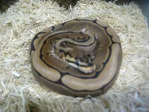 Fire Spider Ball Python - YouTube