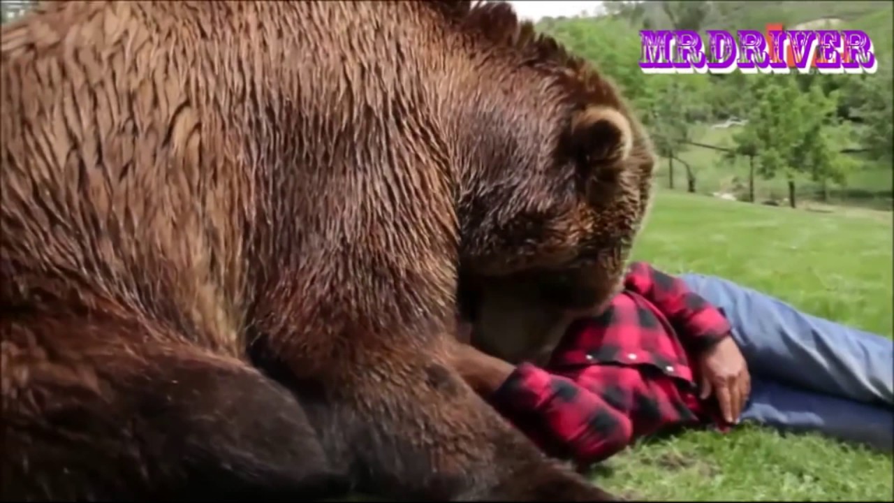 Bear Attack A Human YouTube bear-attack-a-human-youtube