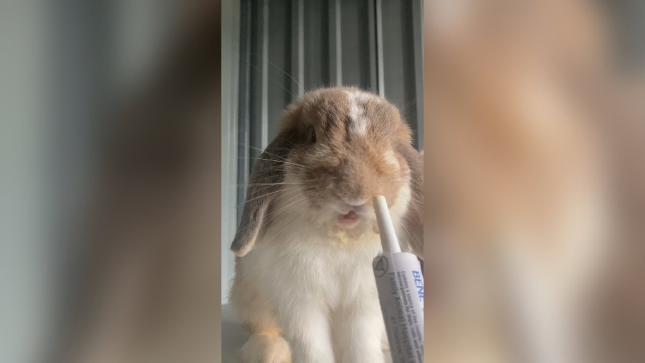Dramatic rabbit takes his medicine + health update - YouTube