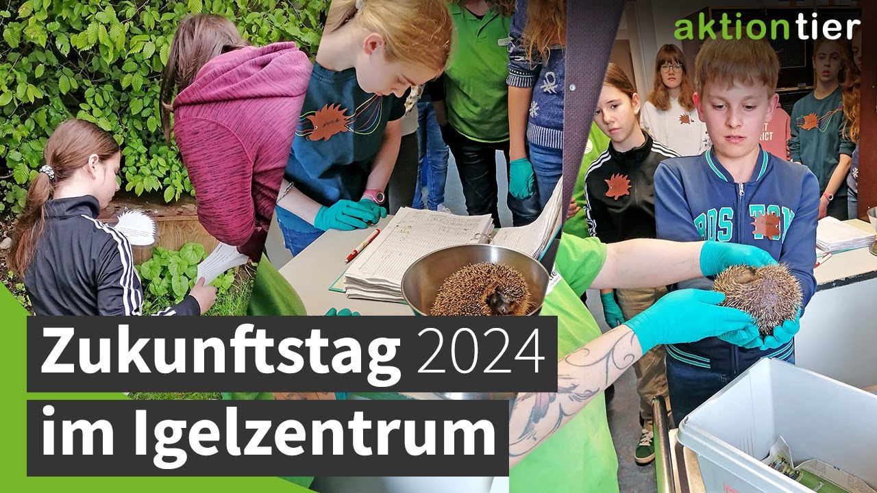 Ereignisreicher Zukunftstag im Igelzentrum! - YouTube