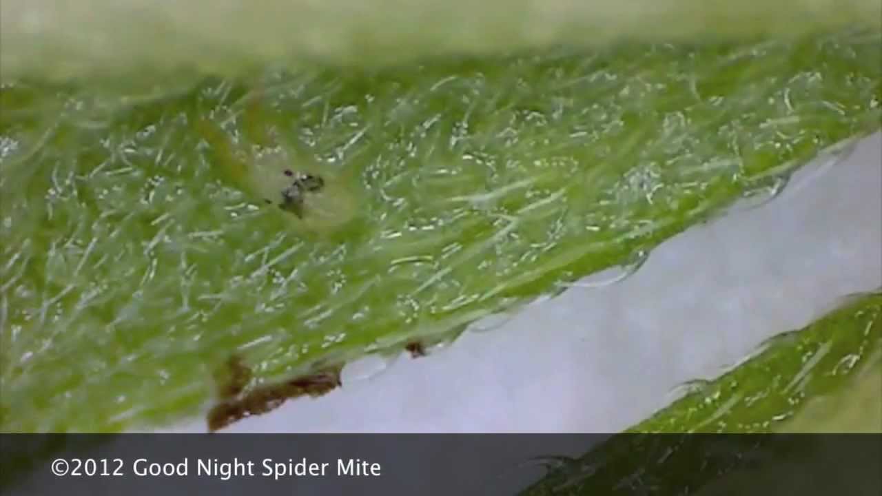 Good Night Spider Mite - TEST Formula 3 - YouTube
