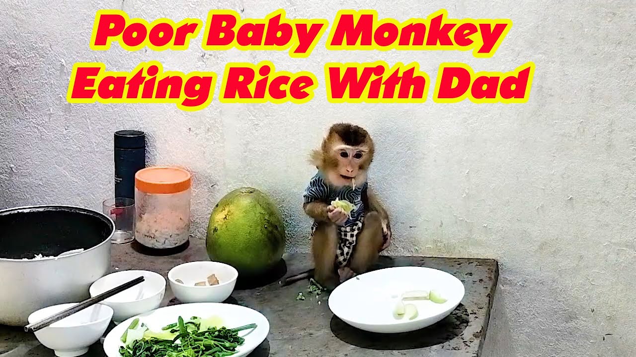 Poor Baby Monkey Eating Rice With Dad - Baby Monkey Eating Rice With ...