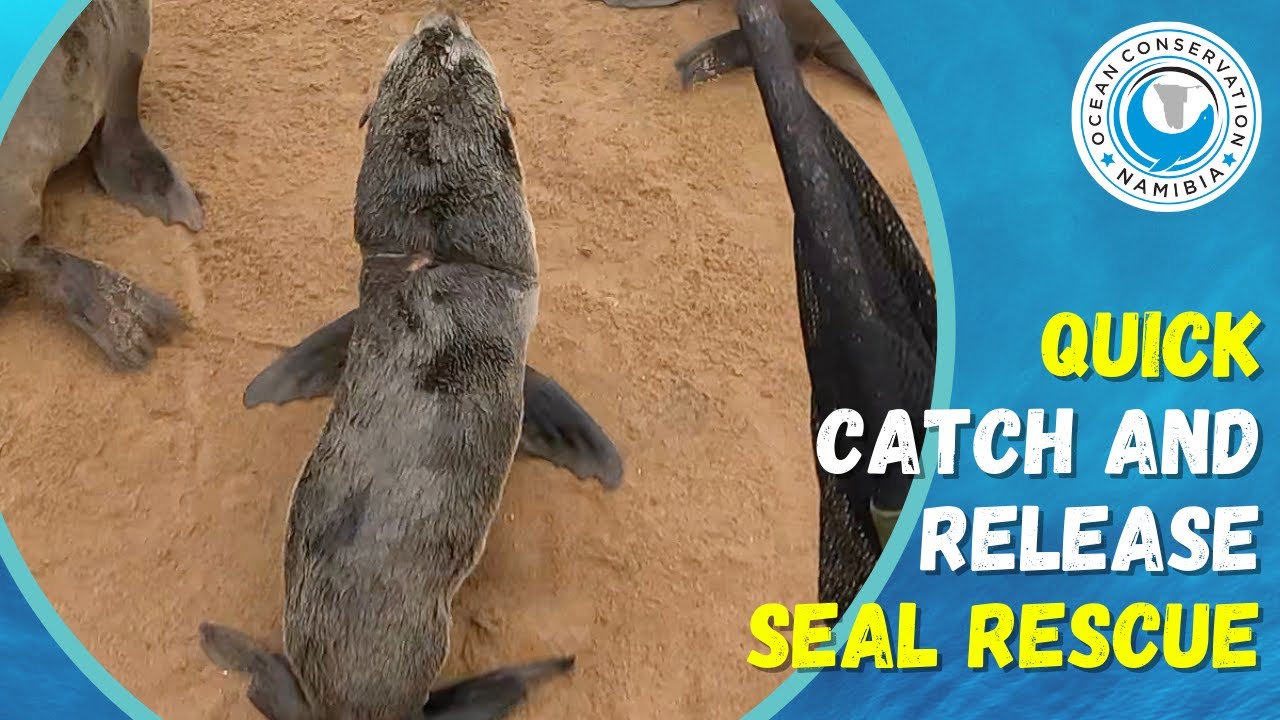 Quick Catch And Release Seal Rescue - YouTube