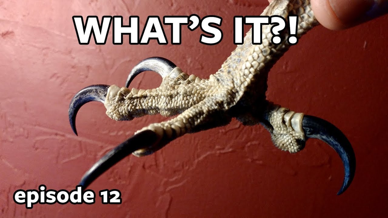 What's it? Wednesday! Skull and Talon Challenge - Episode 12 - YouTube
