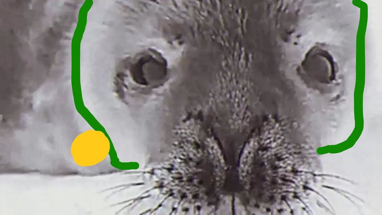 seal teapy - YouTube