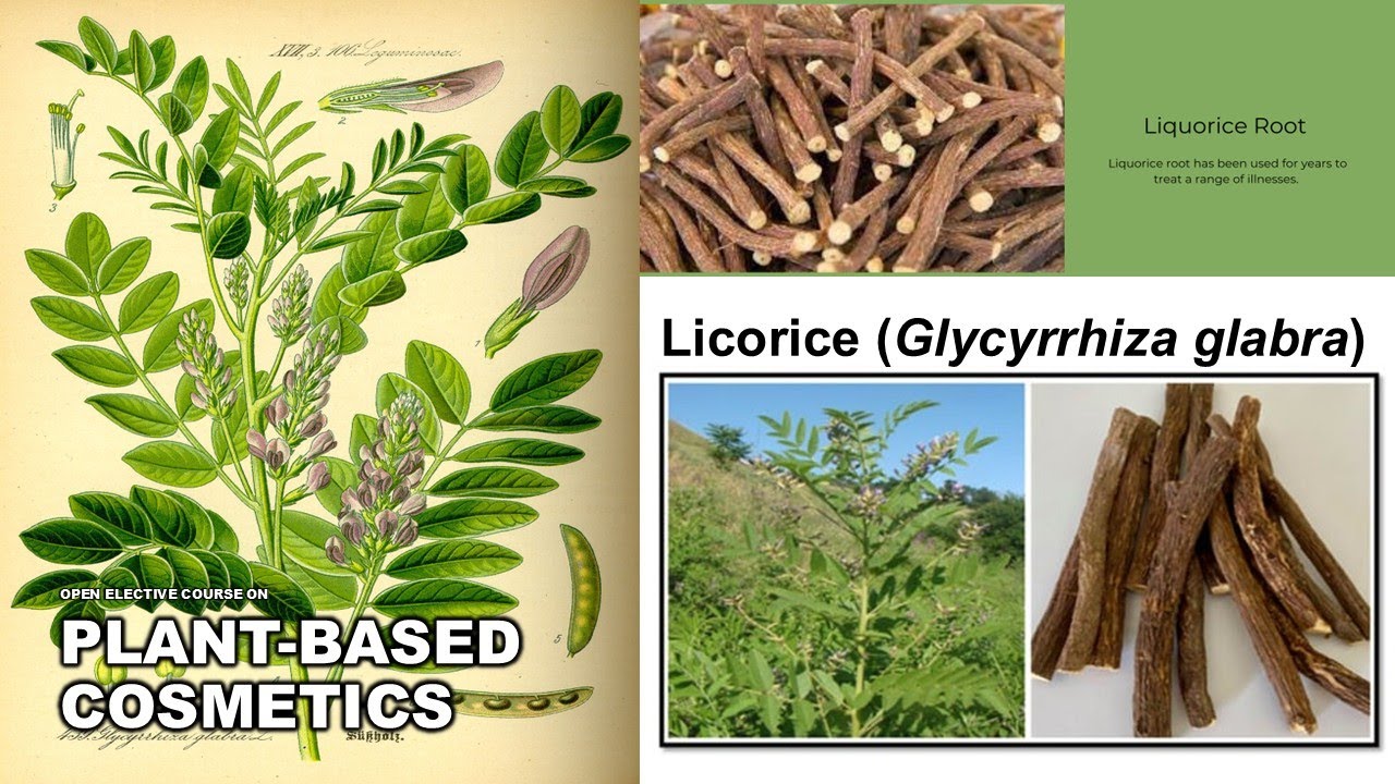 Liquorice| Glycyrrhiza glabra| Cosmetics| Open elective| Dr. Jayarama ...