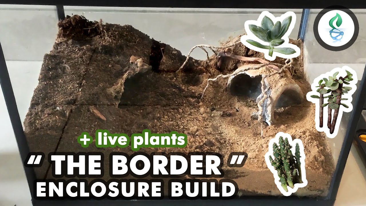 Half Desert Half Forest Enclosure Build Video - YouTube